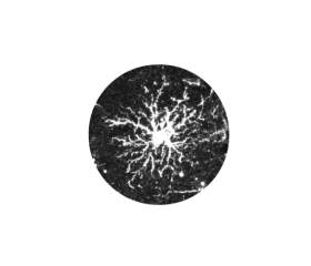 Cellestial Health secures pre-seed funding | BIA